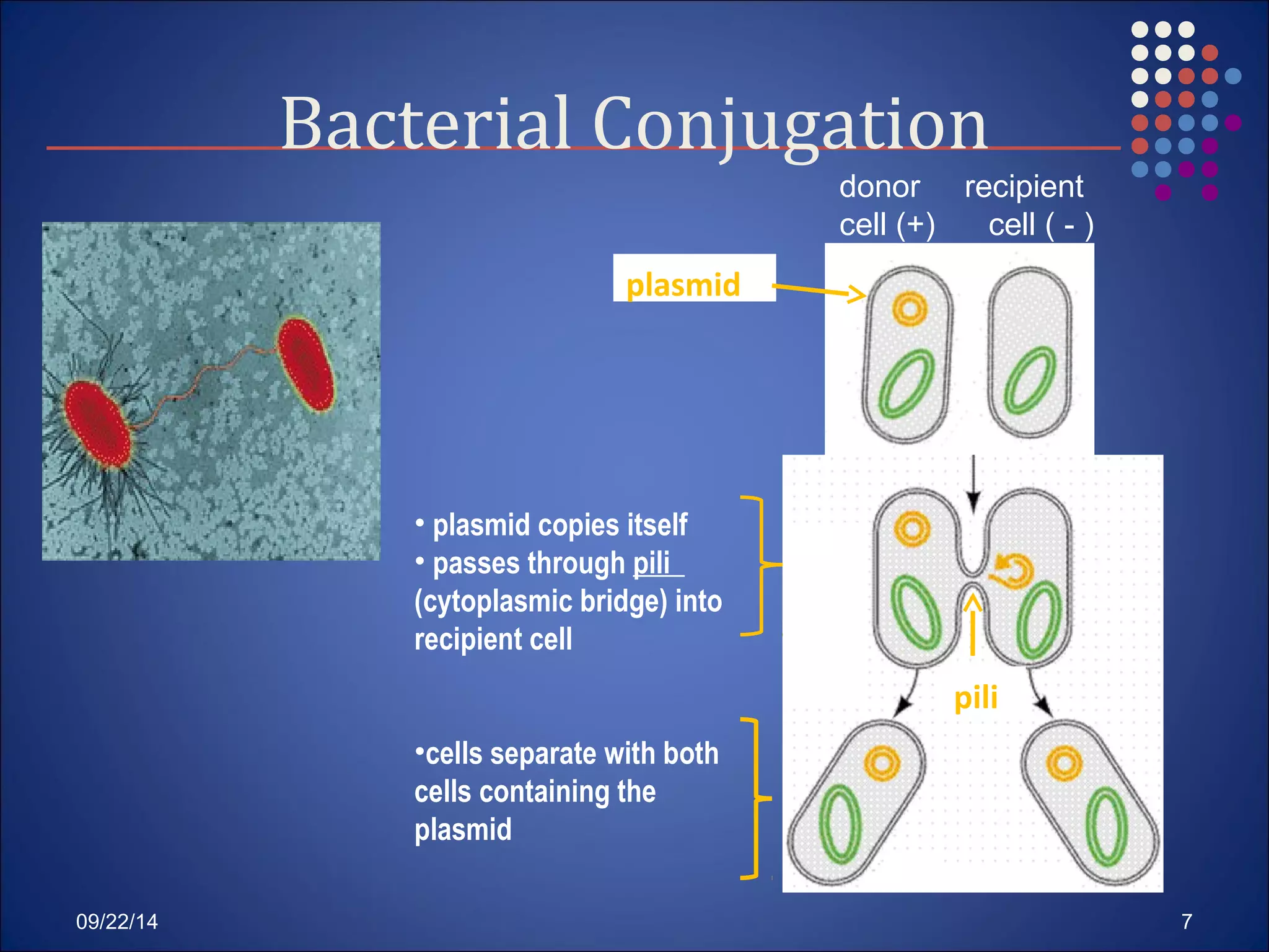 7. bacterial reproduction | PPT
