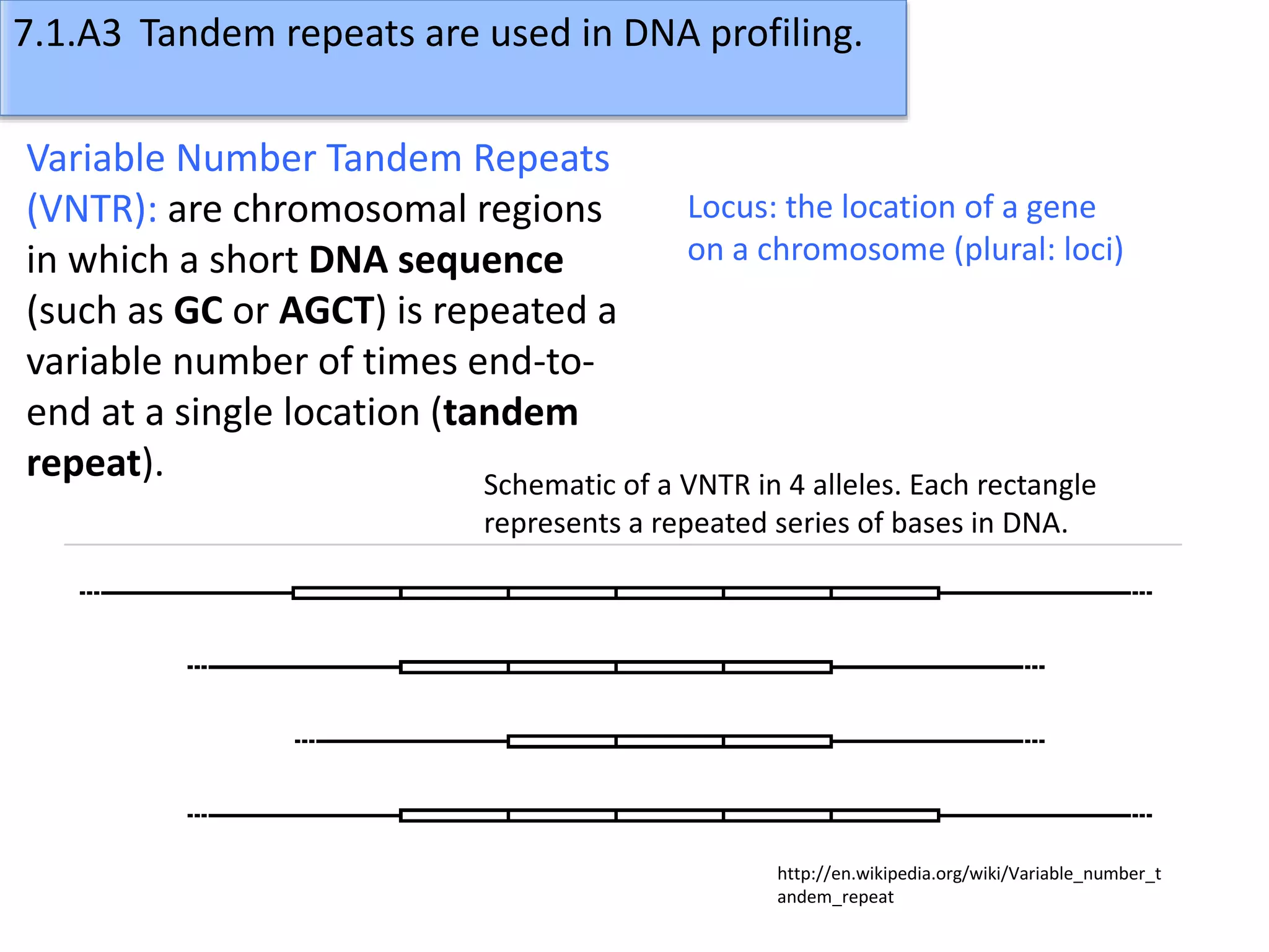 7.1 dna structure & replication | PPTX