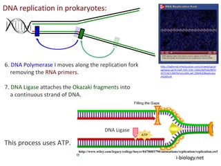7.1 dna structure & replication | PPTX