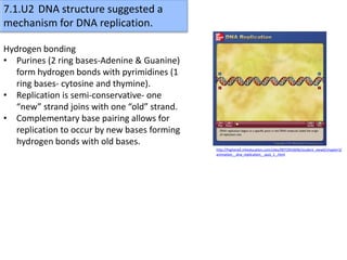 7.1 dna structure & replication | PPTX
