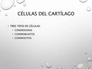 Tejido Conectivo "Cartilago" | PPTX