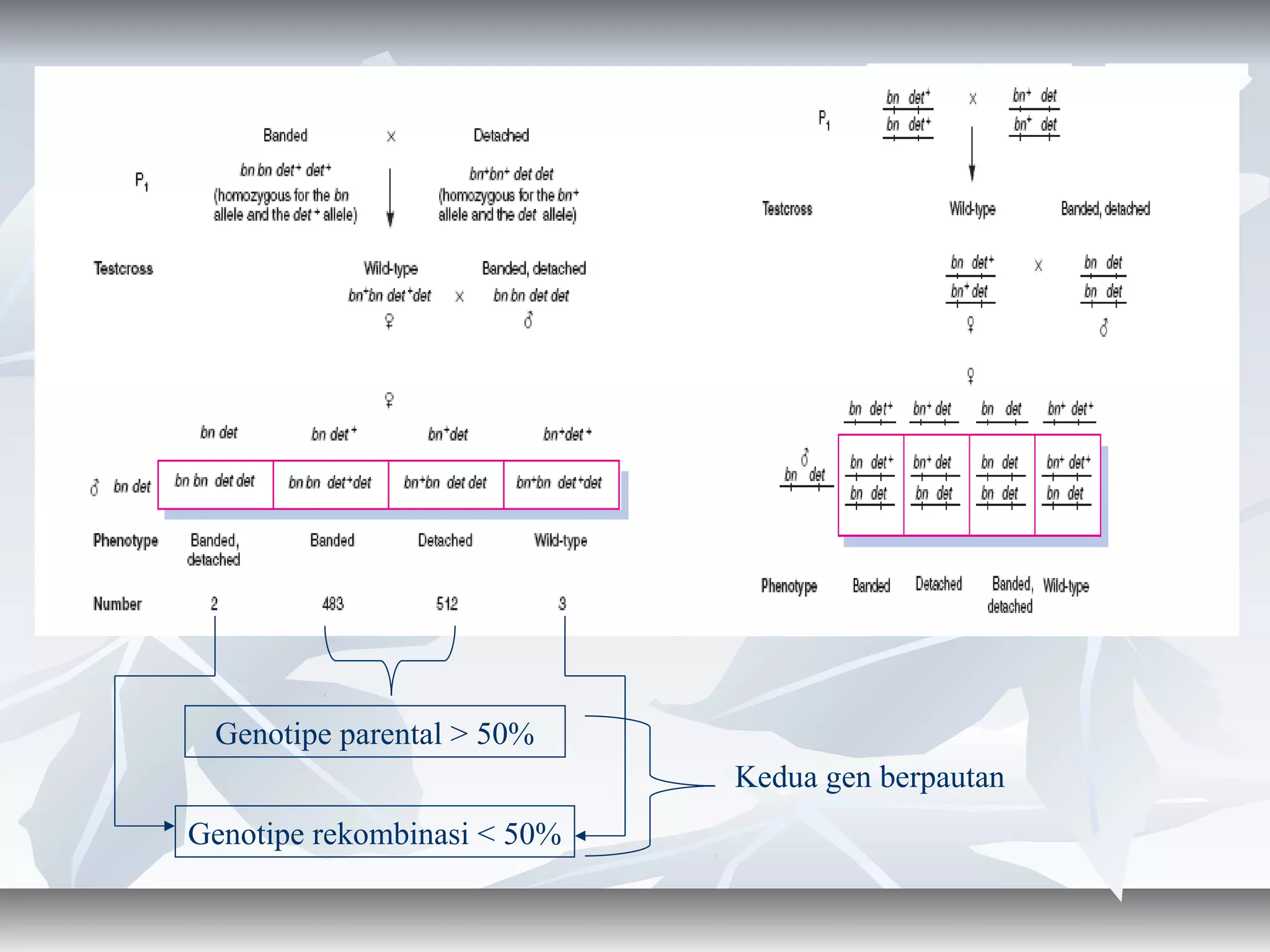 7. linkage, crossing over & peta kromosom | PPT