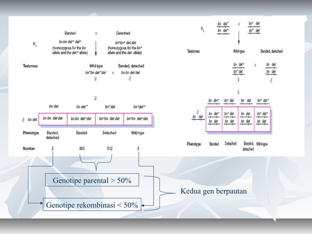 7. linkage, crossing over & peta kromosom | PPT