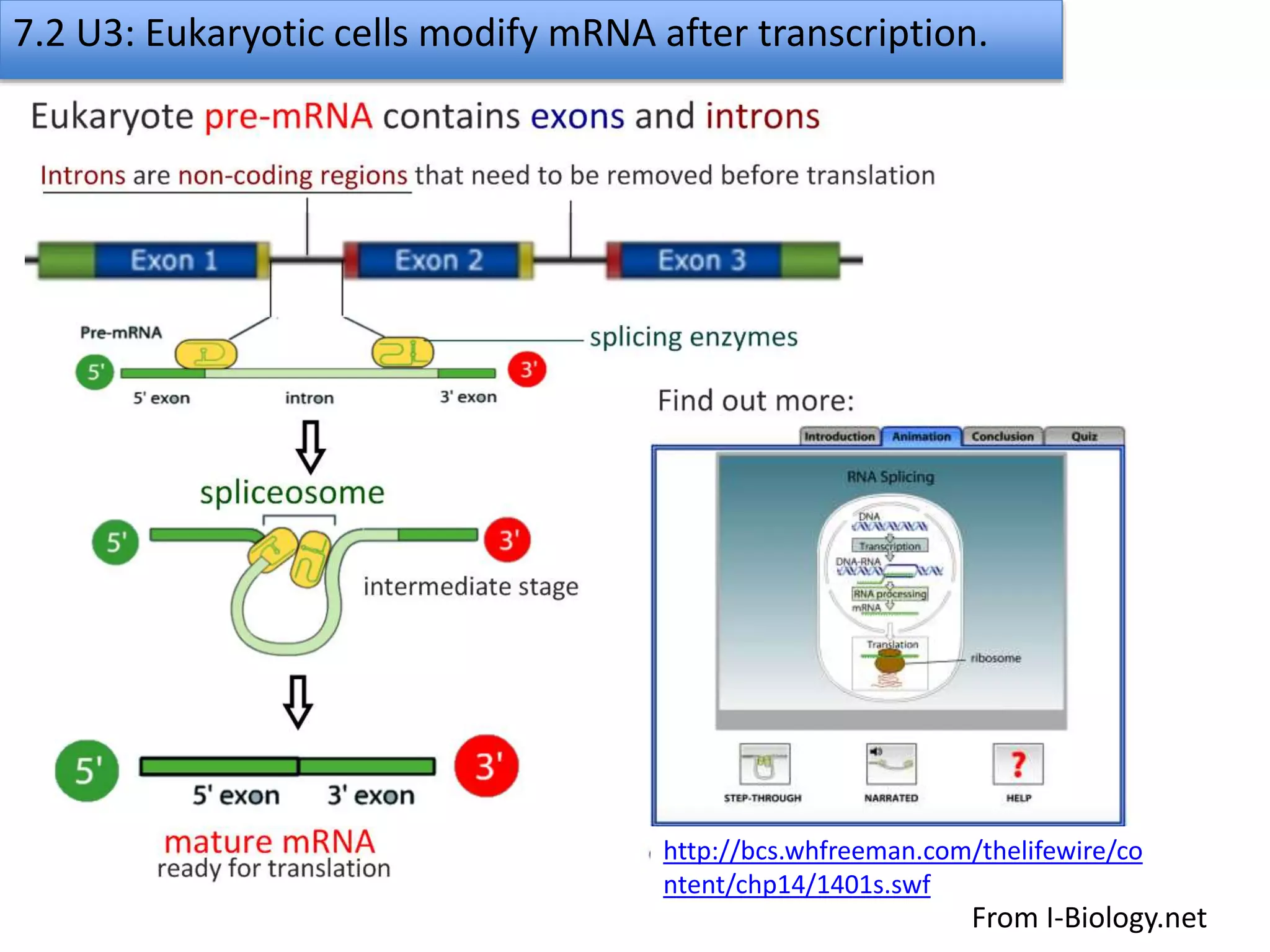 7.2 transcription & gene expression slideshare | PPTX