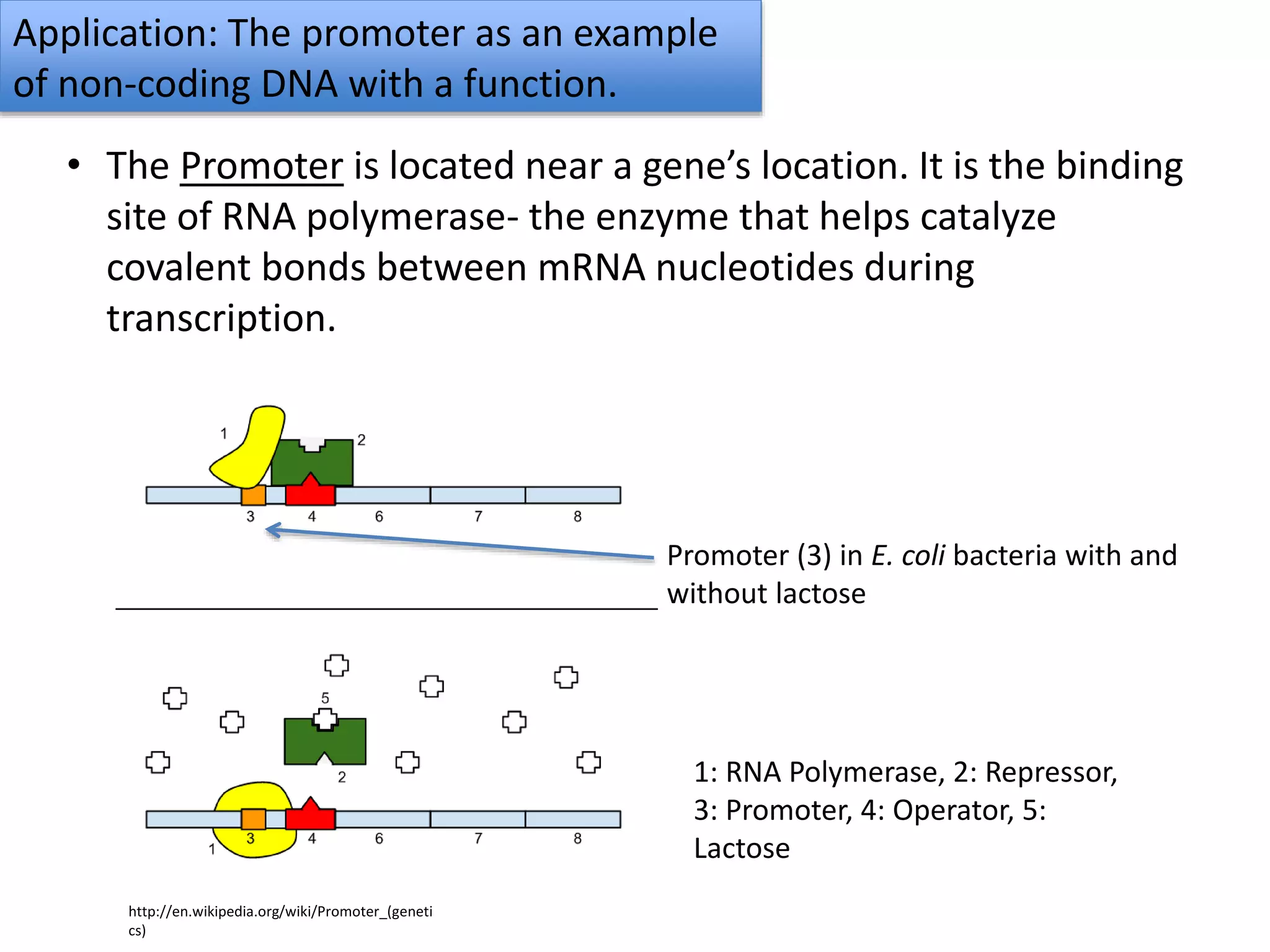 7.2 transcription & gene expression slideshare | PPTX
