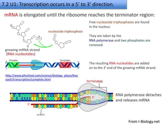 7.2 transcription & gene expression slideshare | PPTX