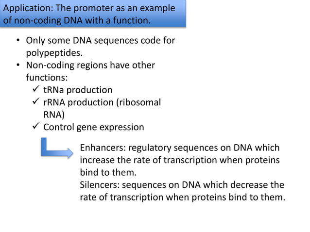 7.2 transcription & gene expression slideshare