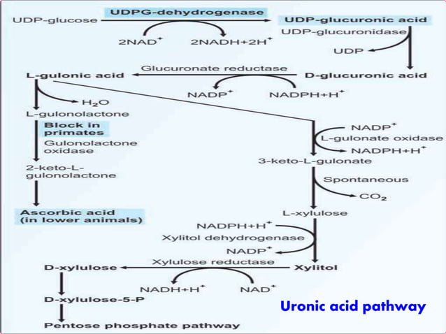 URONIC ACID PATHWAY | PPTX | Endocrine and Metabolic Diseases ...