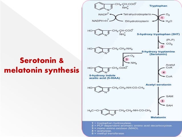 Serotonin Synthesis Cofactors