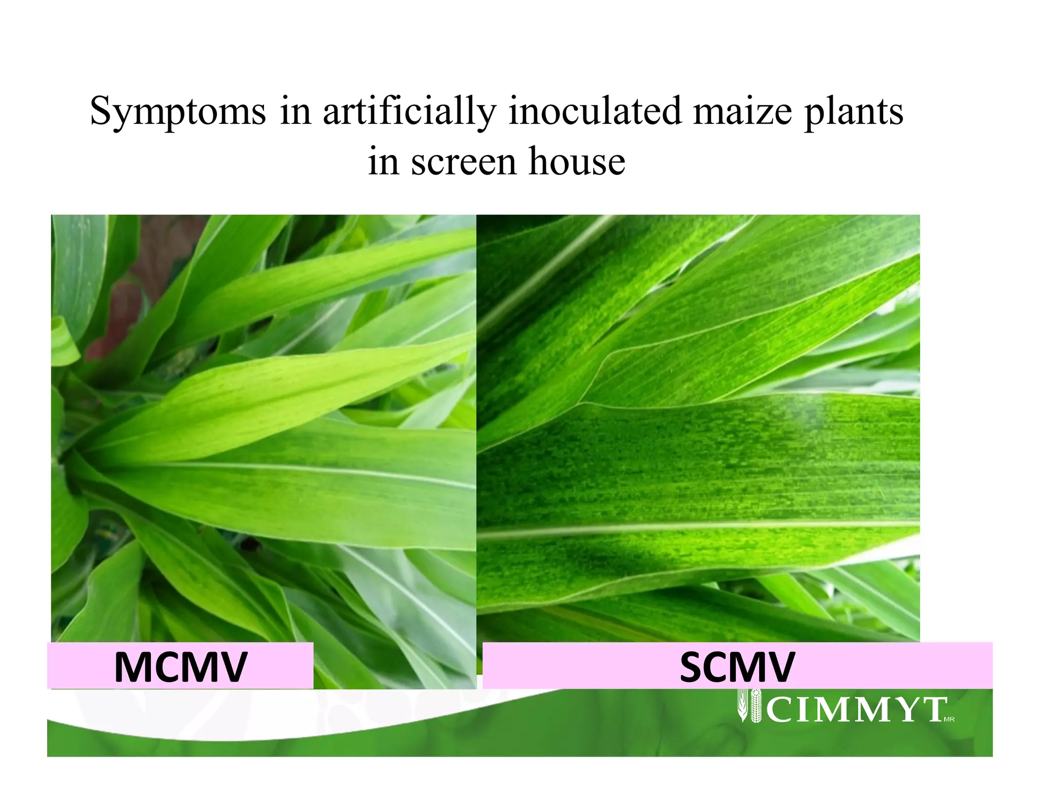 MLN Workshop: maize lethal necrosis symptoms and artificial inoculation ...