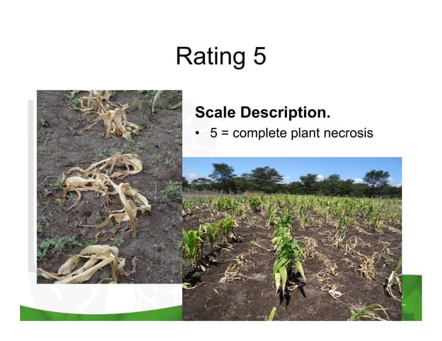 MLN Workshop: maize lethal necrosis symptoms and artificial inoculation ...