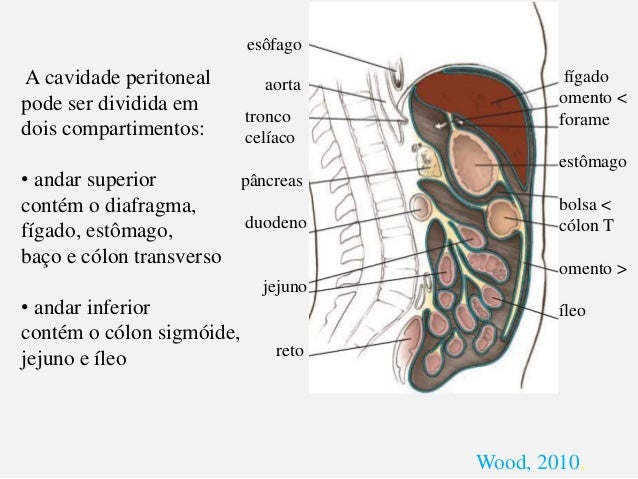 7. espaços anatômicos do abdome rx do trauma