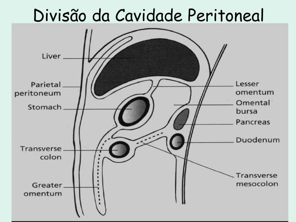 7. espaços anatômicos do abdome rx do trauma