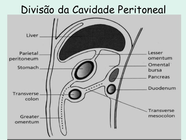 7. espaços anatômicos do abdome rx do trauma