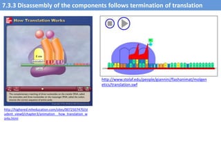 IB Biology 7.2-7.3 Slides: AHL Transcription & Translation | PPTX