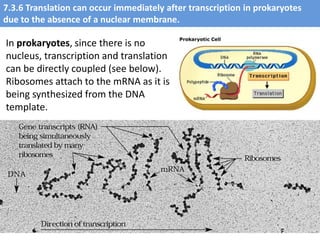 IB Biology 7.2-7.3 Slides: AHL Transcription & Translation | PPTX