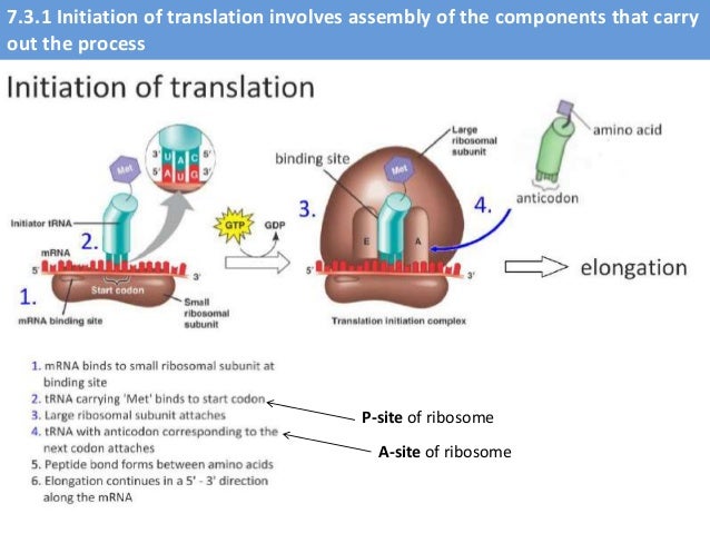 IB Biology 7.2-7.3 Slides: AHL Transcription & Translation