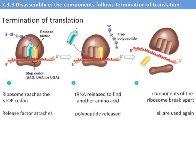 IB Biology 7.2-7.3 Slides: AHL Transcription & Translation