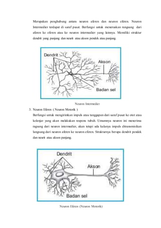 Jaringan Saraf | DOCX