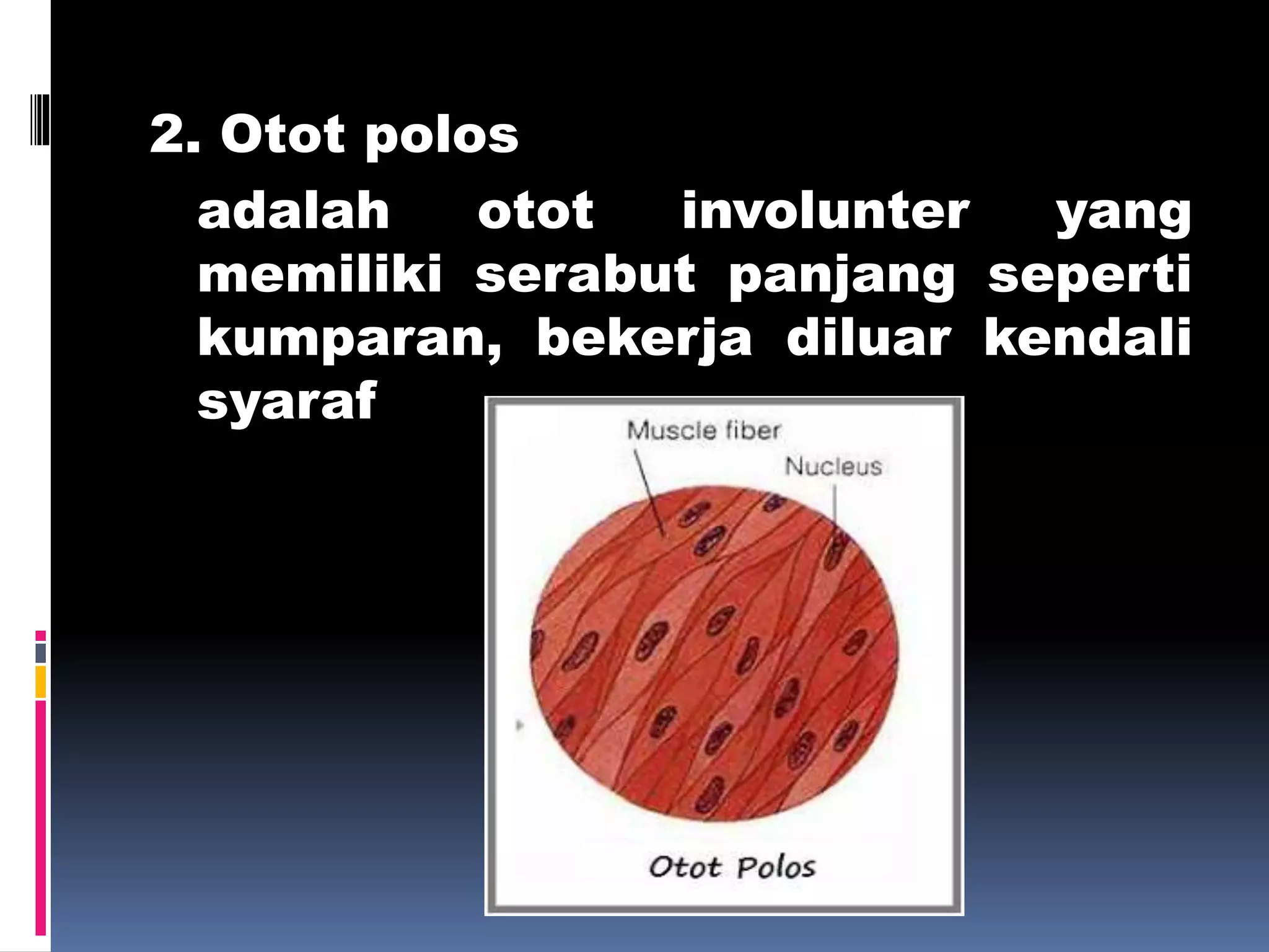Susunan otot dan bagian bagiannya | PPT