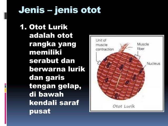 Susunan otot dan bagian bagiannya | PPT