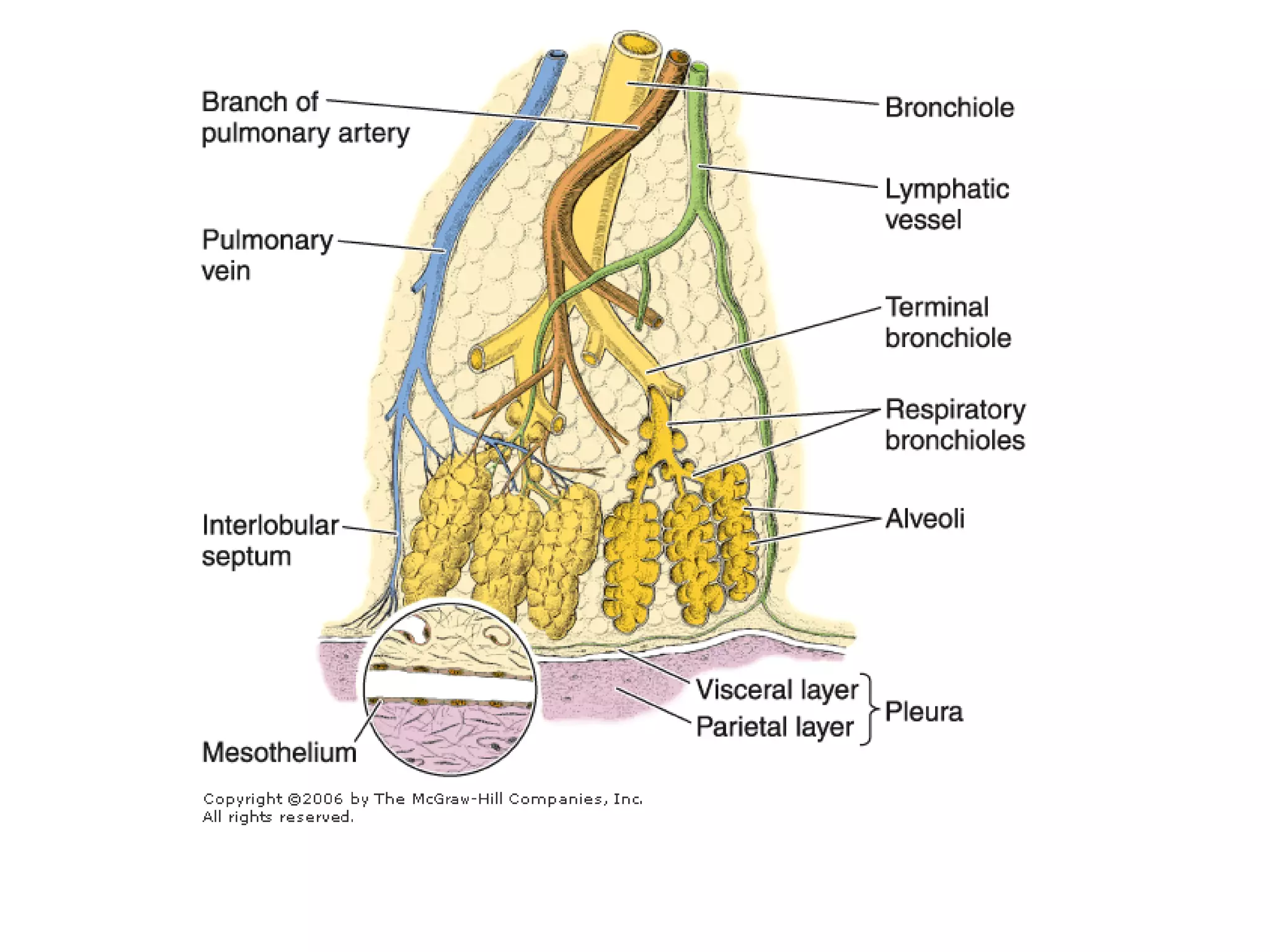 7.gp sl he hohap | PPT
