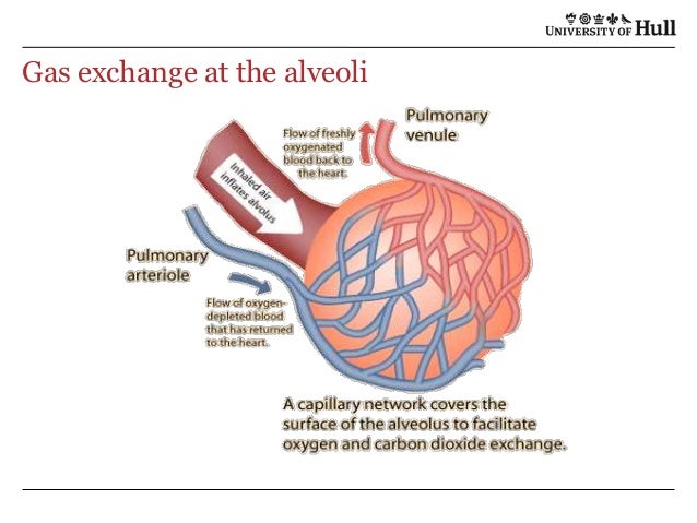 Alveoli And Capillaries