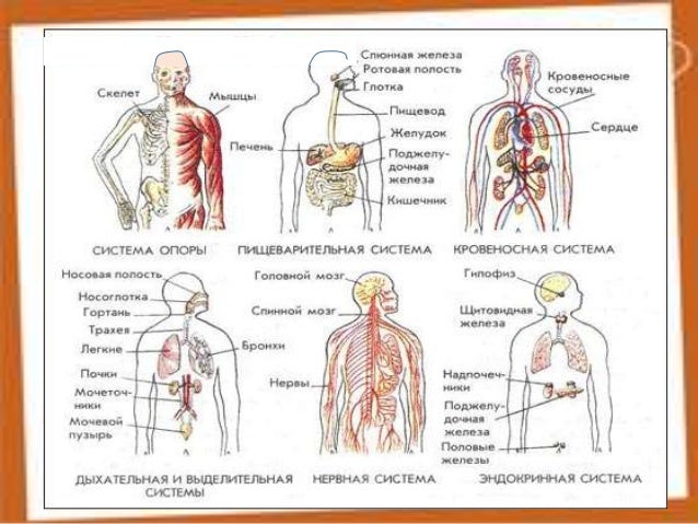 Регуляторні системи організму людини Фізіологічні системи органів лю…