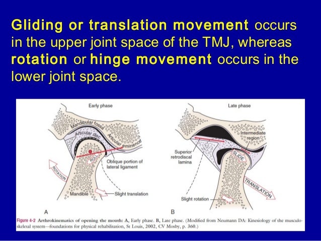 mandibular movements