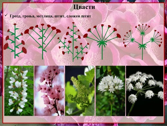 7. Cvast, plod, seme