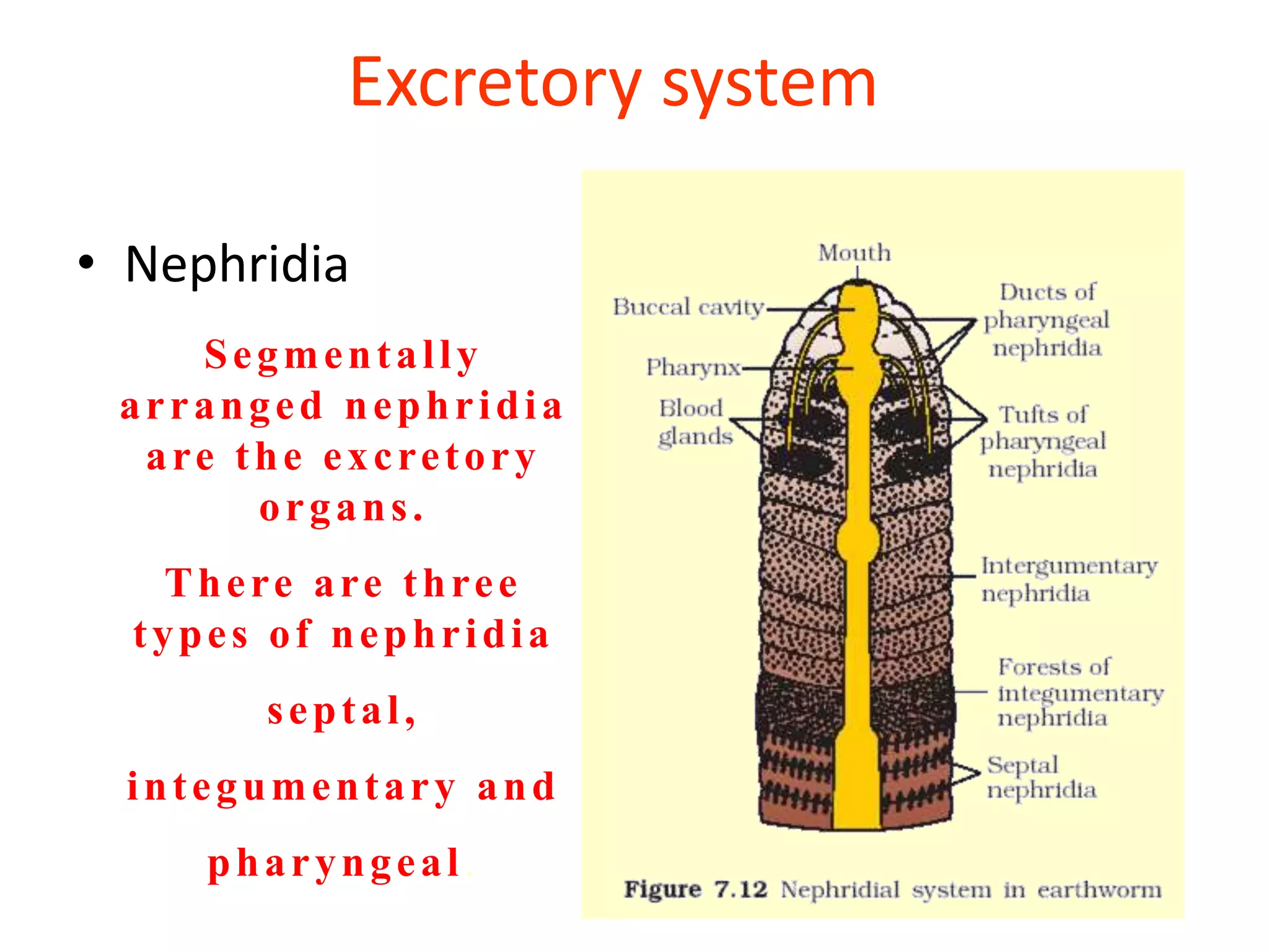 7. structural organisation in animals | PPTX