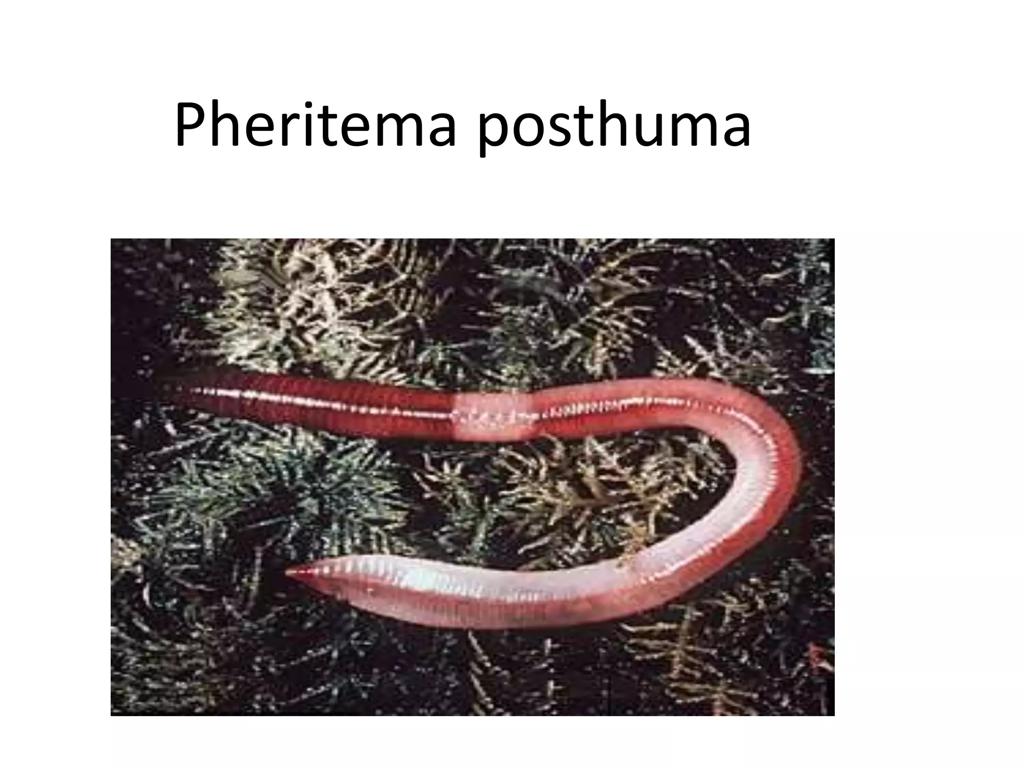 7. structural organisation in animals | PPTX