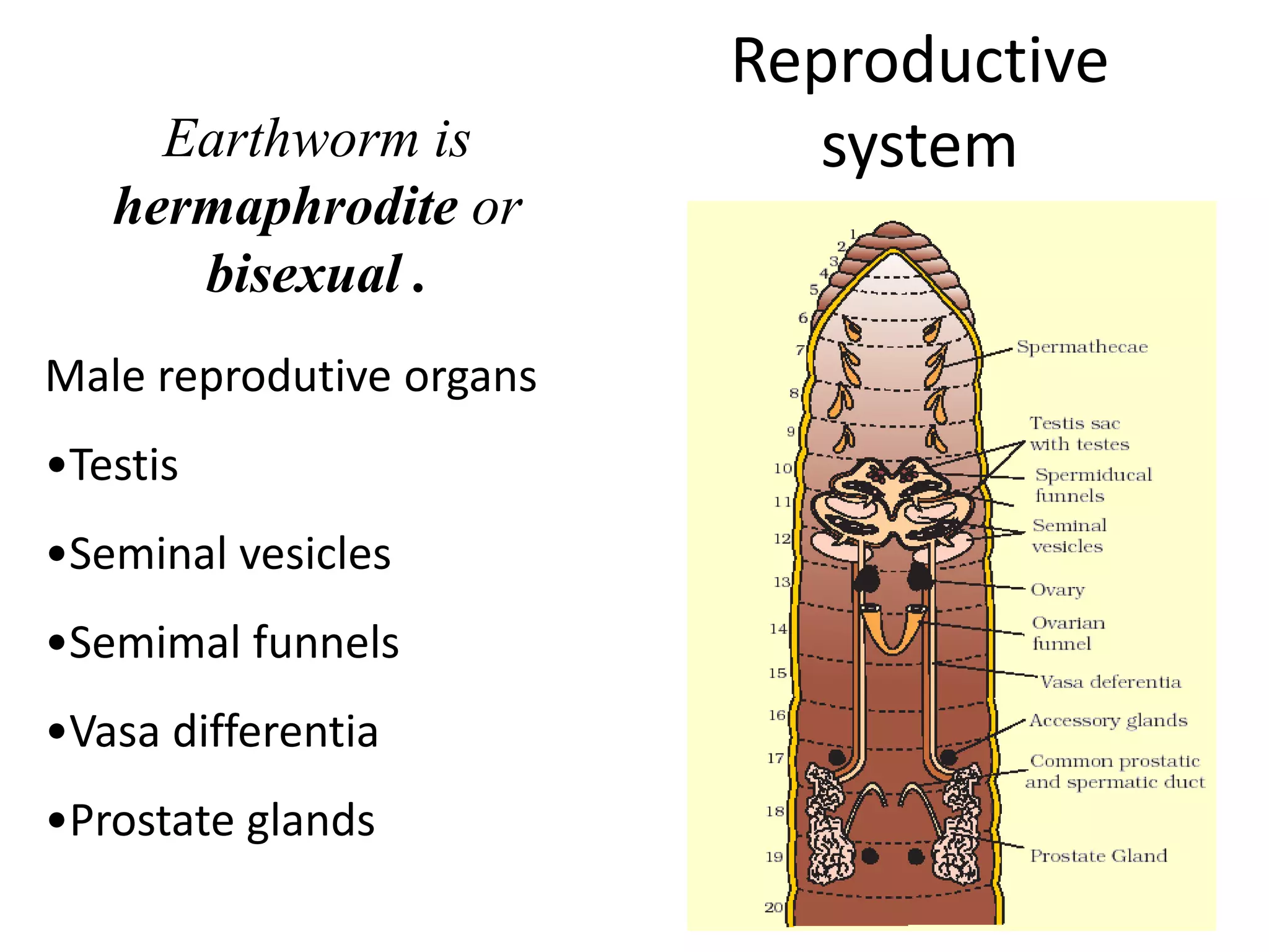 7. structural organisation in animals | PPTX