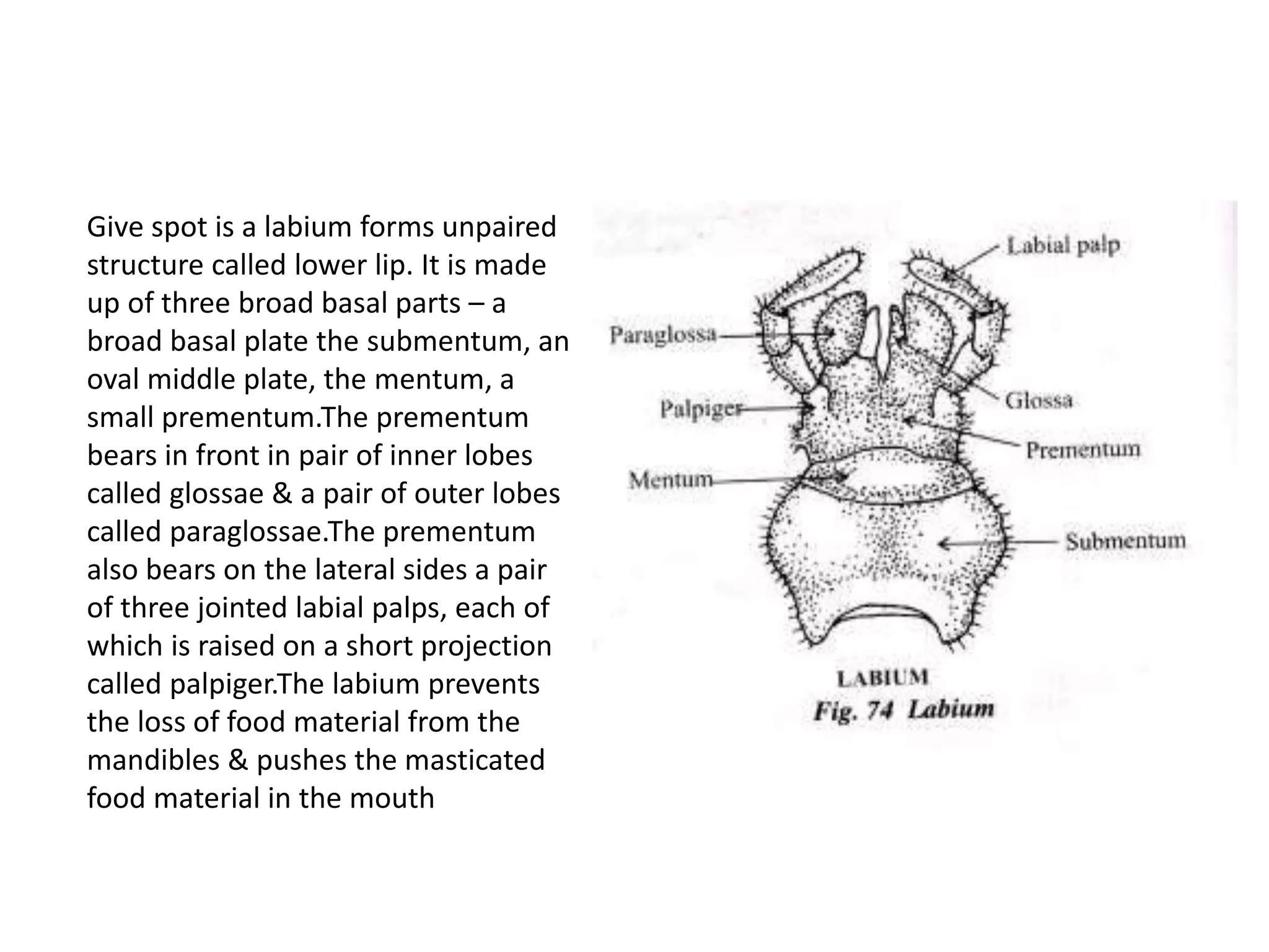 7. structural organisation in animals | PPTX