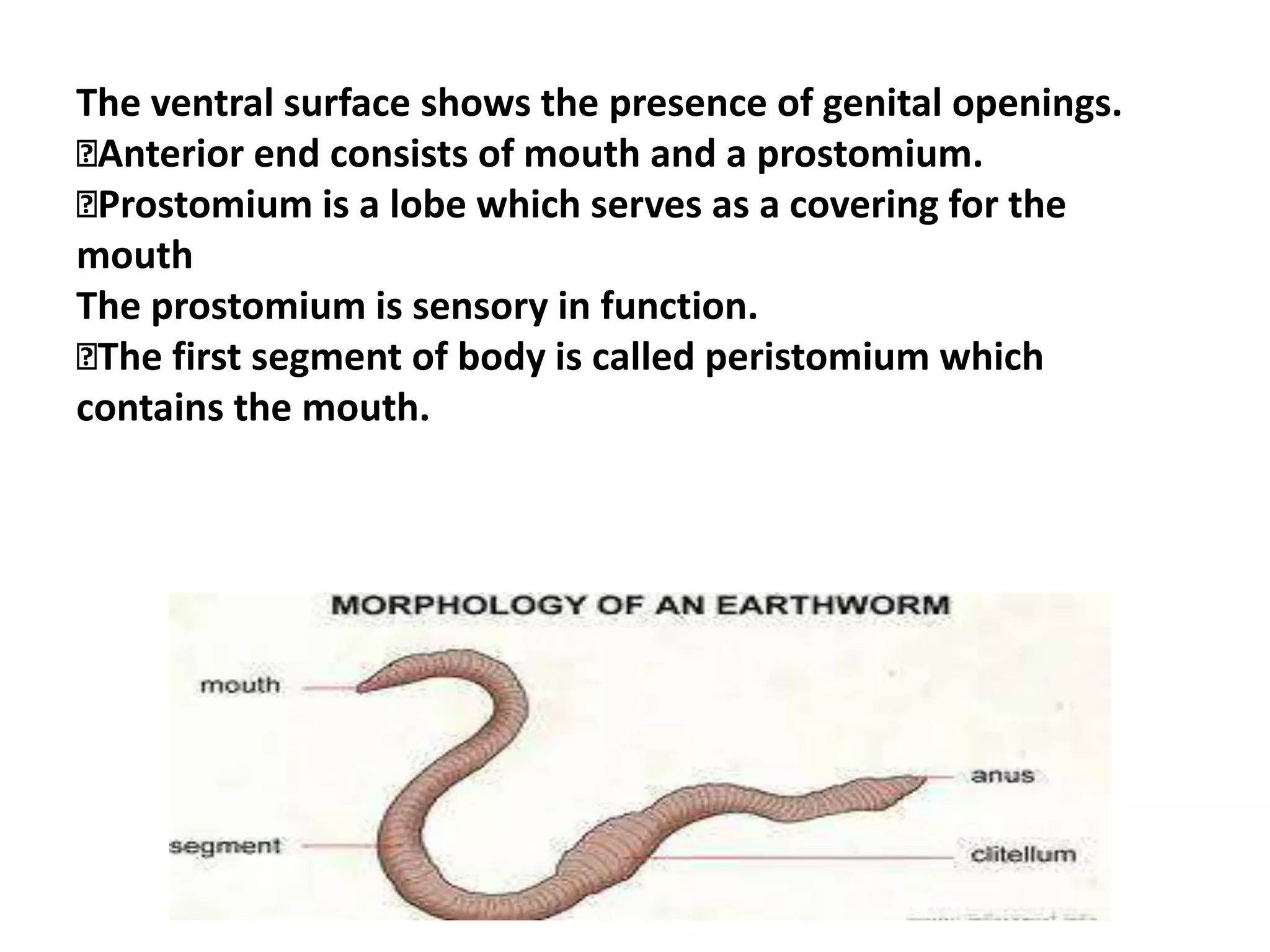 7. structural organisation in animals | PPTX