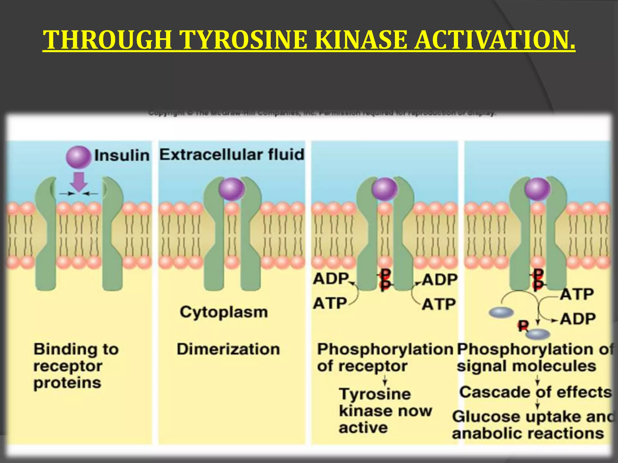 ENDOCRINE BASIC | PPT