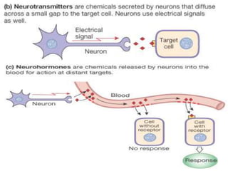 ENDOCRINE BASIC | PPTX