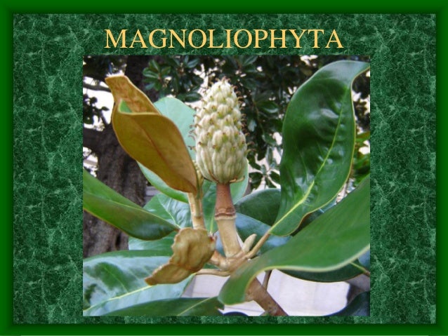 Magnoliophyta