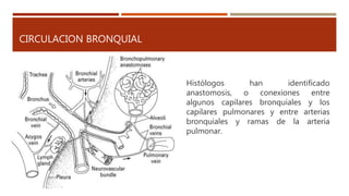 Perfusion Pulmonar | PPTX