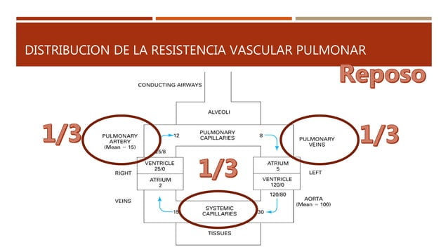 Perfusion Pulmonar | PPTX