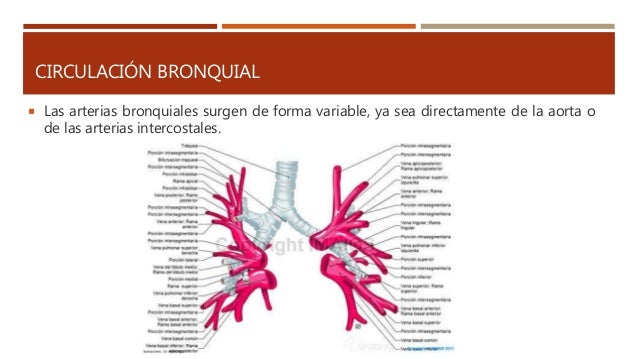 Perfusion Pulmonar