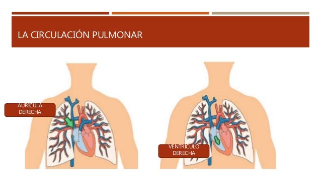 Perfusion Pulmonar