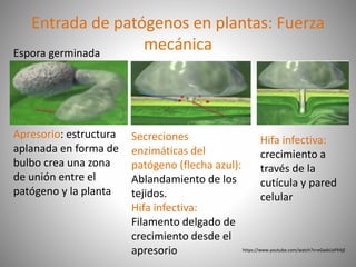 ¿Cómo atacan los patógenos a las plantas? | PDF