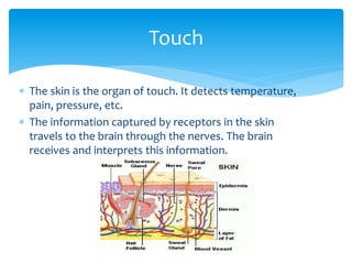 7. the five senses | PPT