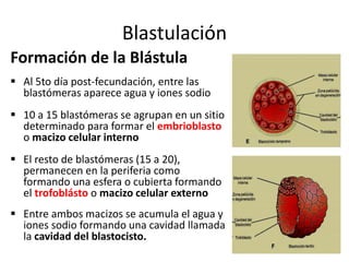 Blastula Humana