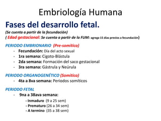 Blastula Humana