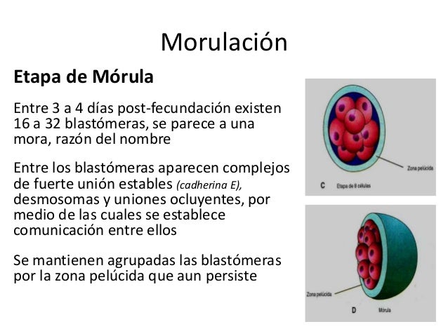 7. Segmentación...morula-blastula