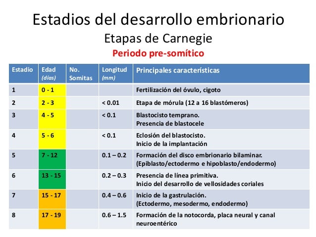 7. Segmentación...morula-blastula