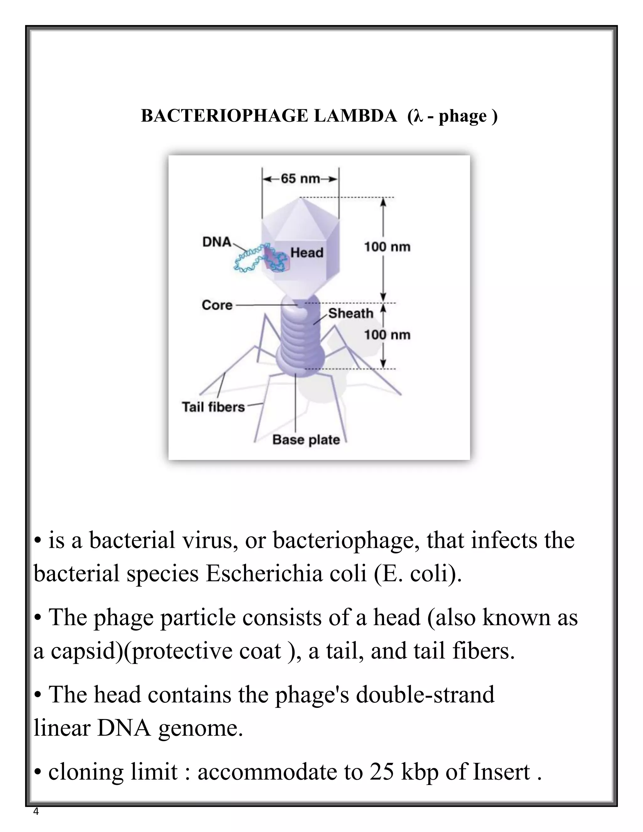 MULTIPLE CLONING SITE and BACTERIOPHAGE LAMBDA (λ - phage ) | PDF