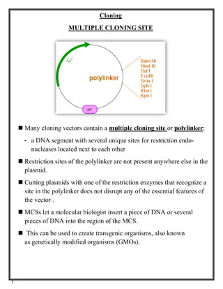 MULTIPLE CLONING SITE and BACTERIOPHAGE LAMBDA (λ - phage ) | PDF